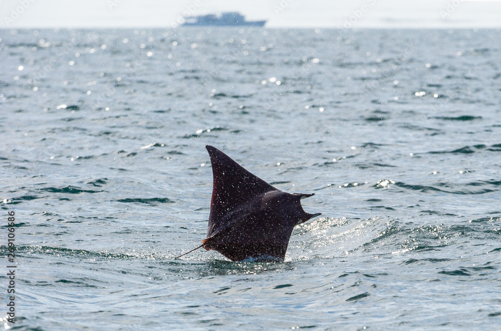 Mobula ray jumping out of the water. Mobula munkiana, known as the ...