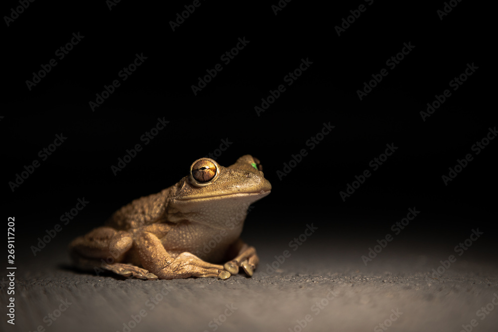 Frog on black background, cuban tree frog, sharpe image of frog, frog ...