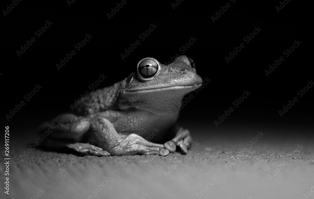Frog on black background, cuban tree frog, sharpe image of frog, frog ...