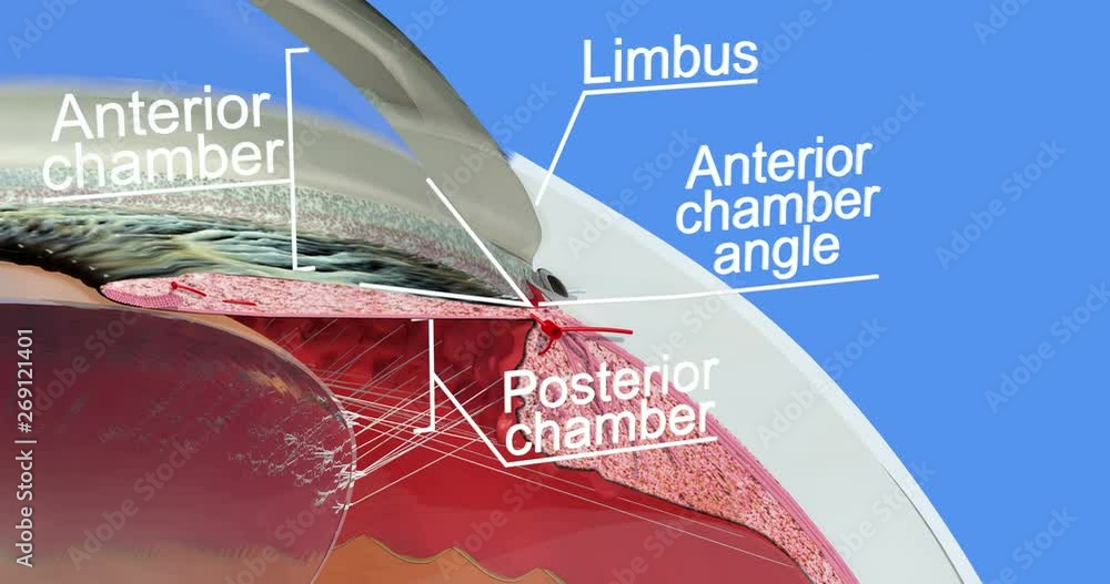 Anatomy of the human eye. Part 3. Accurate, highly detailed and ...