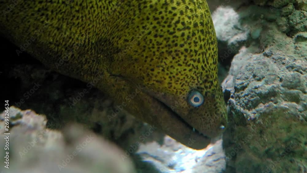 Moray Eel Opening and Closing Jaw Showing Monster Teeth vídeo do Stock ...