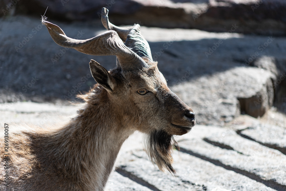 The markhor, also known as the screw horn goat Capra falconeri Stock ...