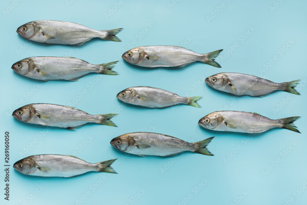 Black sea bluefish on pastel blue. Fish pattern with space for text ...