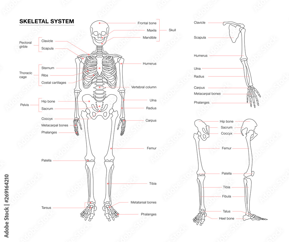 Skeletal System Sketch