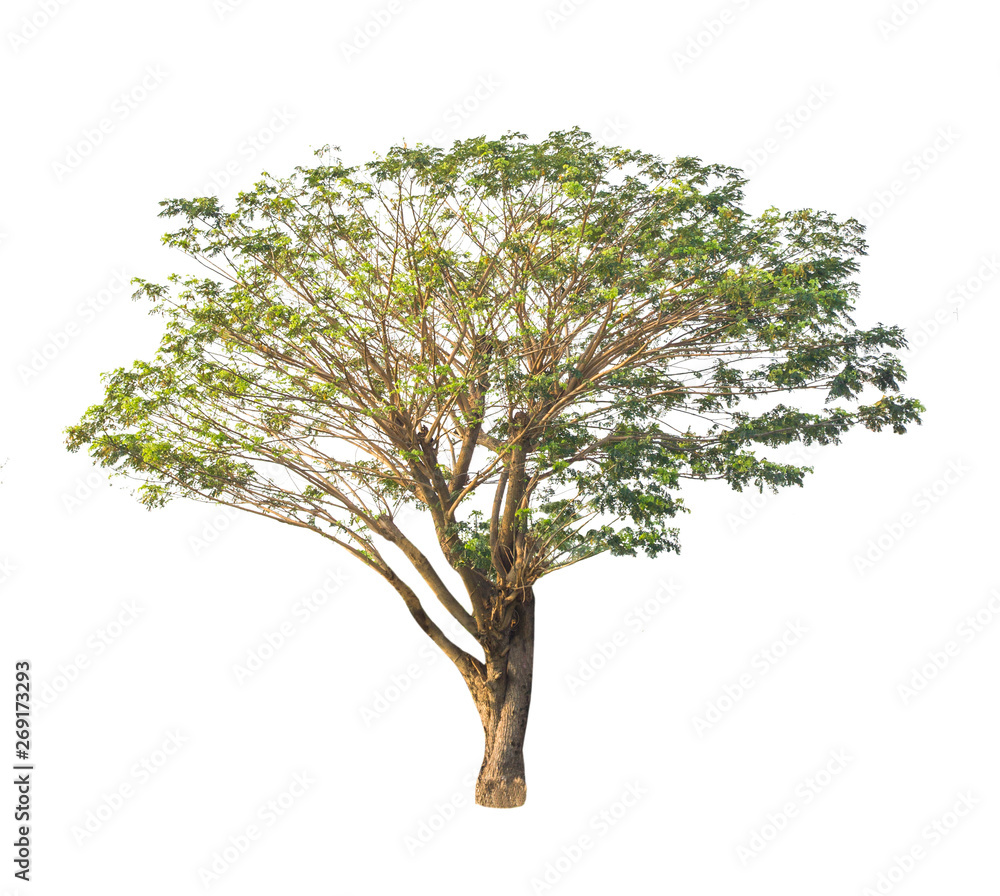 old tree isolated on white background , big deciduous tree on a white ...