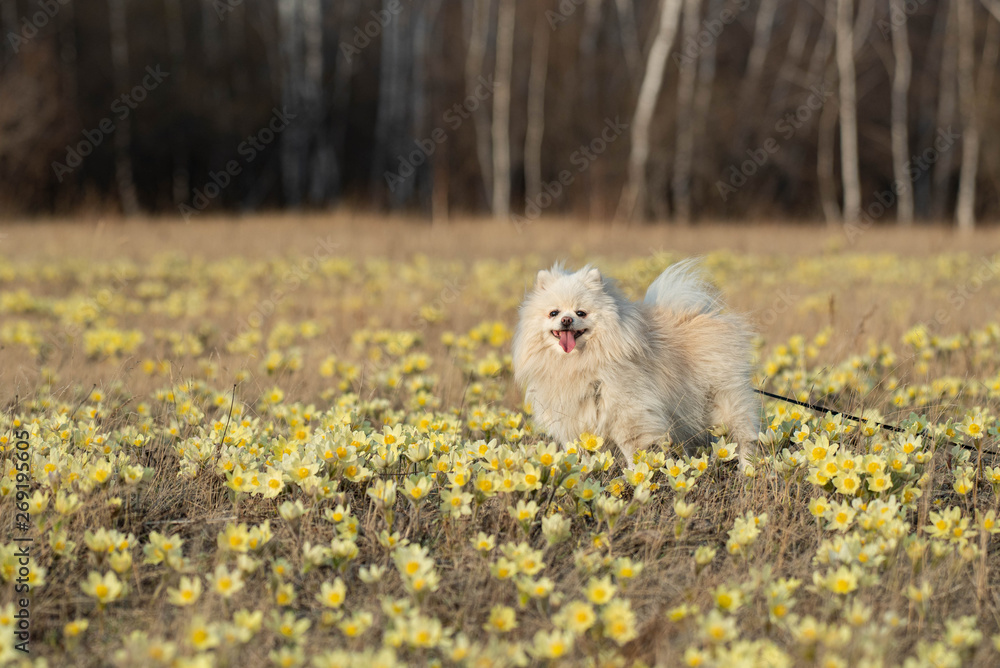 The German Spitz are descendants of the stone age peat dog “canis ...