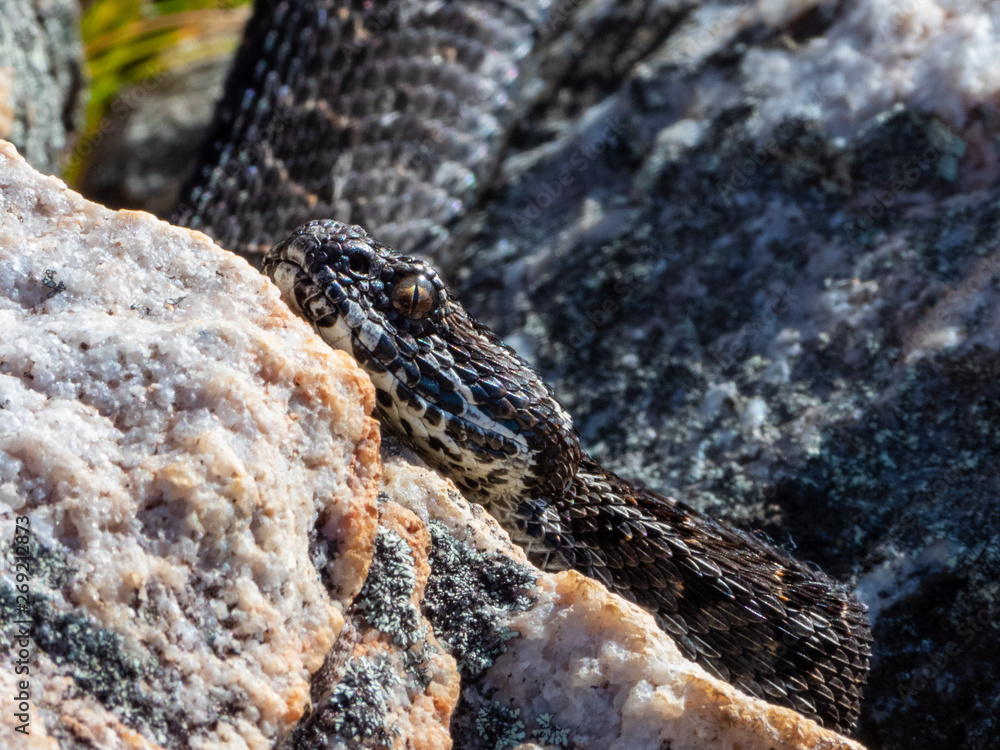 Berg Adder (Bitis atropos) from South Africa Stock Photo | Adobe Stock