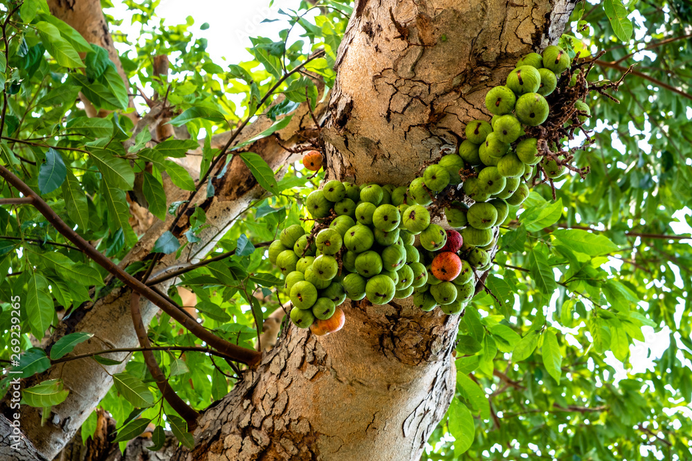 Cluster fig tree with green and red fruits attached to the branch ...