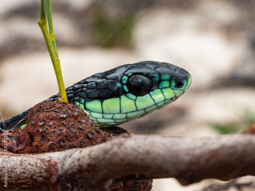 Boomslang (Dispholidus typus) Snake from Africa Stock Photo | Adobe Stock