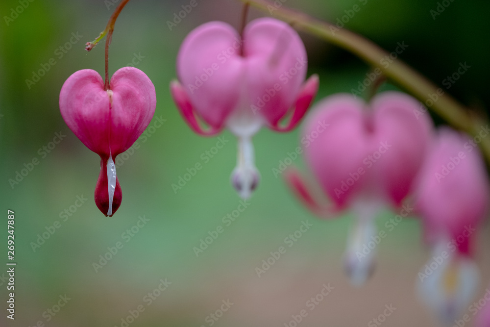 bleeding heart flowers, also known as 'lady in the bath'or lyre flower ...