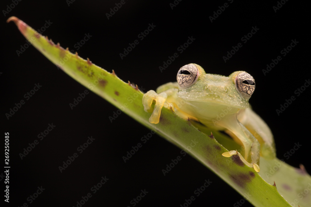 Tropical Glass Tree Frog