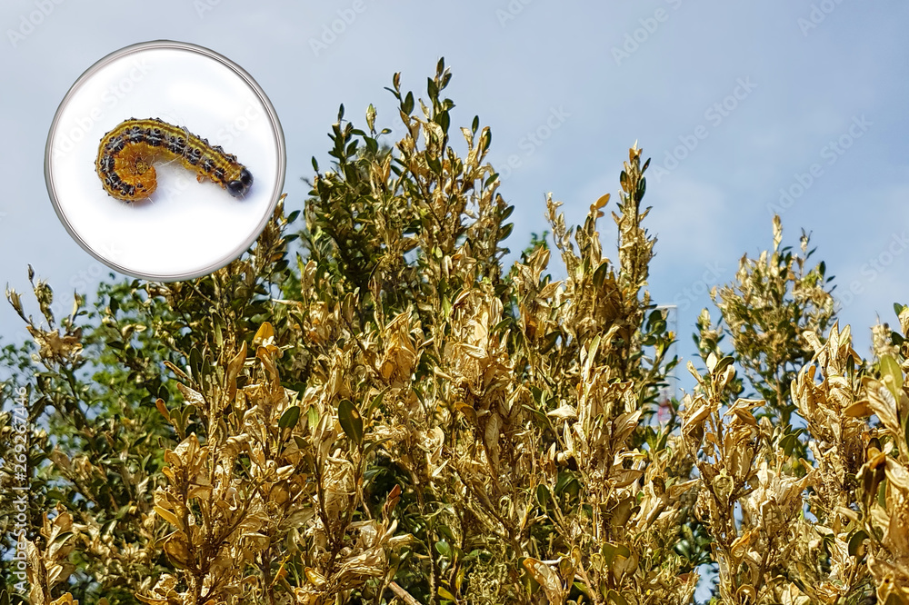 Buchsbaum Busch mit Raupenbefall vom Buchsbaumzünsler und Nahaufnahme ...