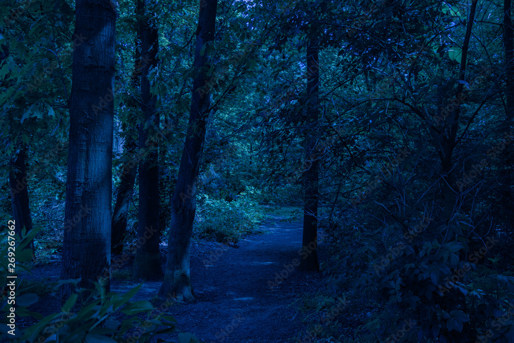 Forest Path Night