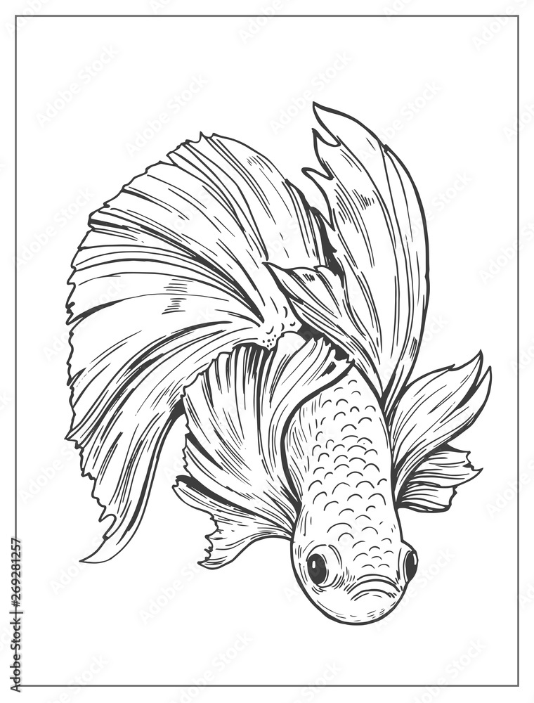 Sketch of gold fish. Outline with transparent background. Hand drawn ...