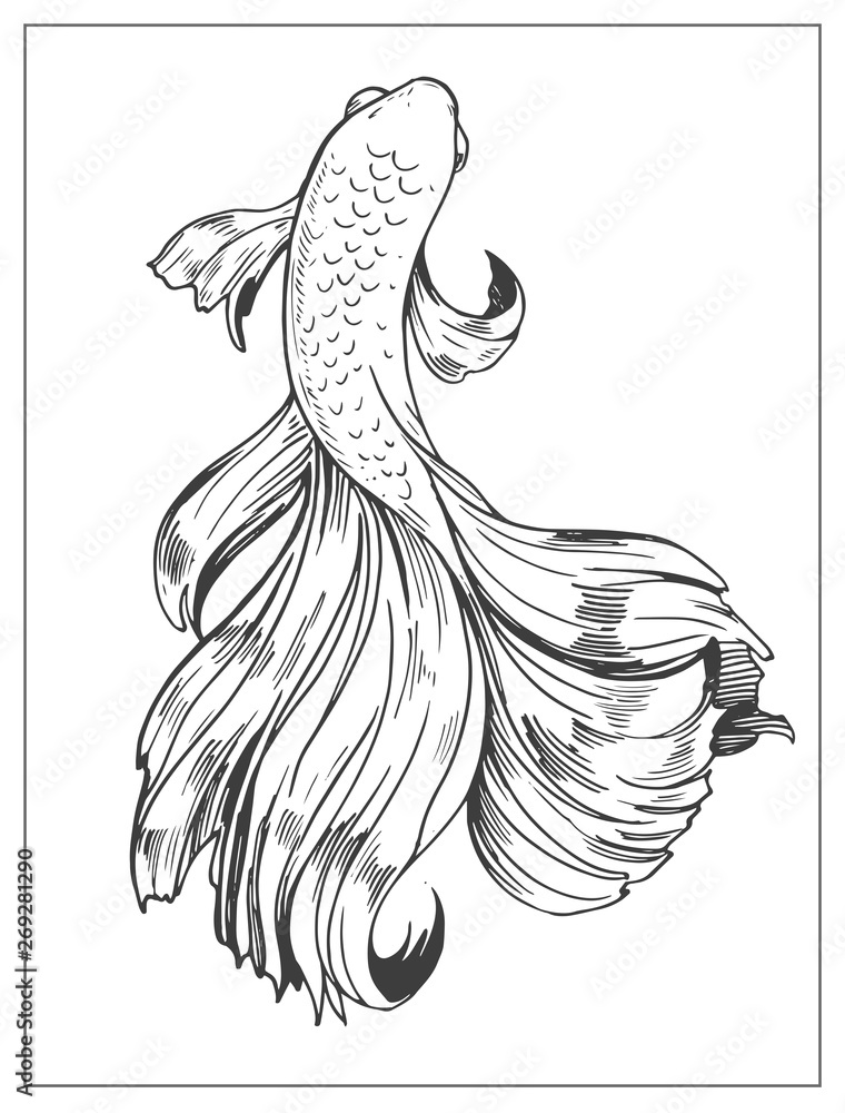 Sketch of gold fish. Outline with transparent background. Hand drawn ...