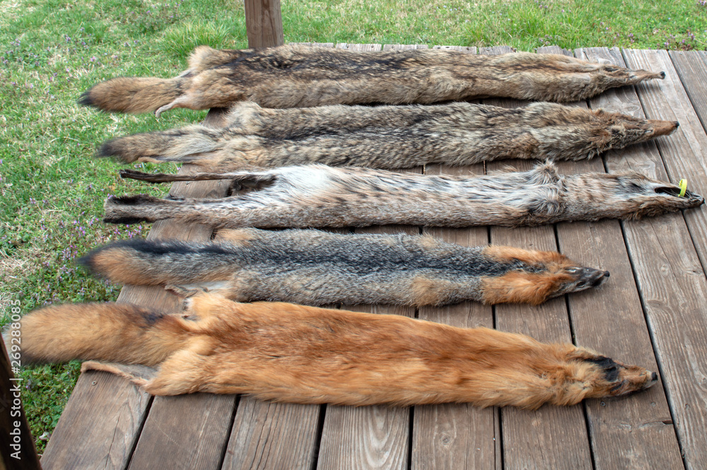 After trapping season, predator animal pelts are displayed on the ...