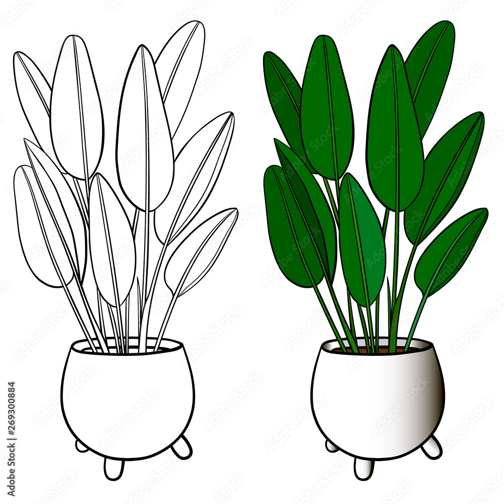 A picture of a house plant in a planter. Vector outline illustration ...