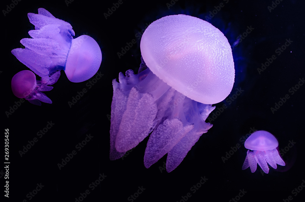 Blue Blubber Jellyfish