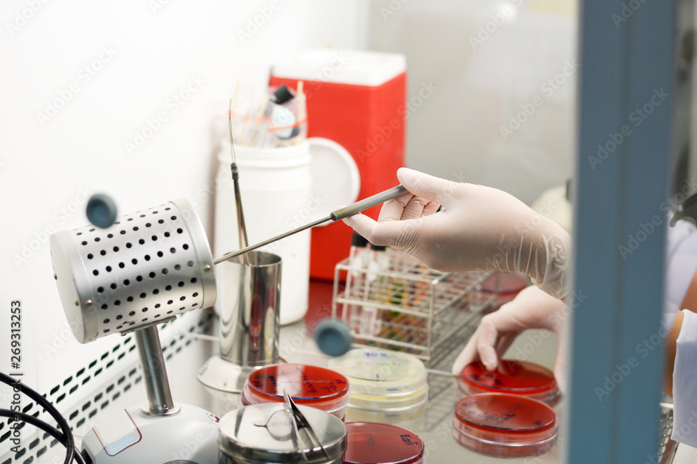 Scientist hand burning loop to kill germ after using with agar for ...