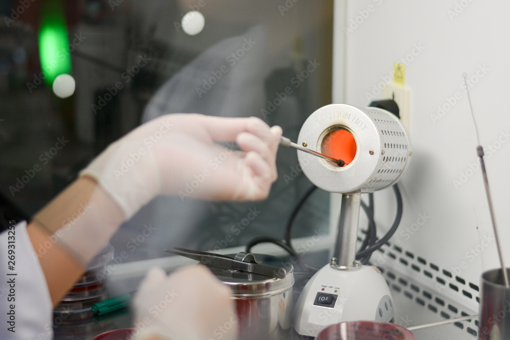 Scientist hand burning loop to kill germ after using with agar for ...