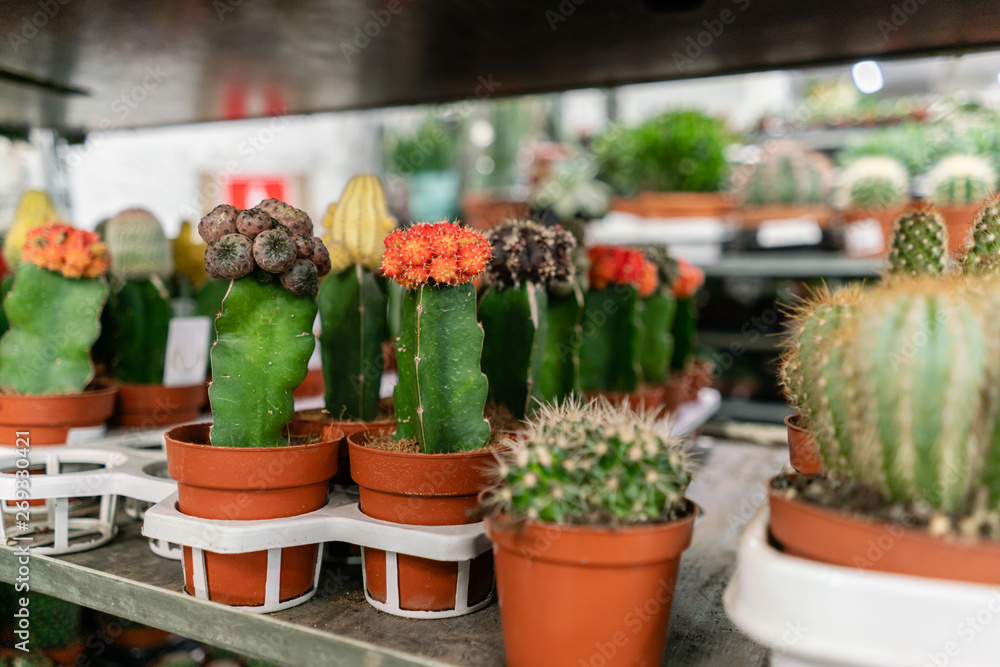 Garden center and wholesale supplier concept. Many different cacti in ...