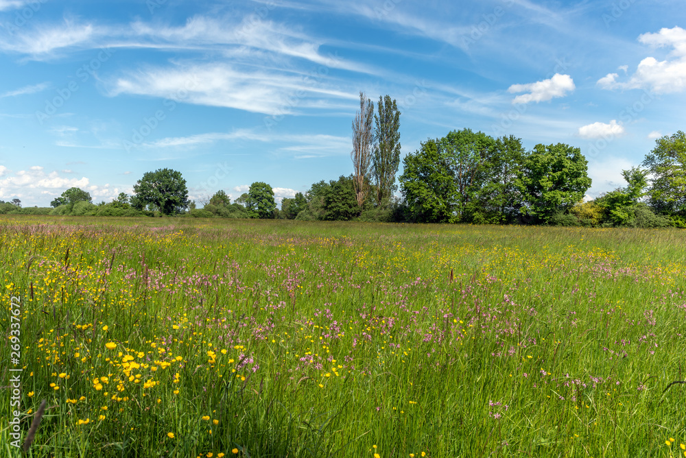 Foto de Prairie en fleur au printemps do Stock | Adobe Stock