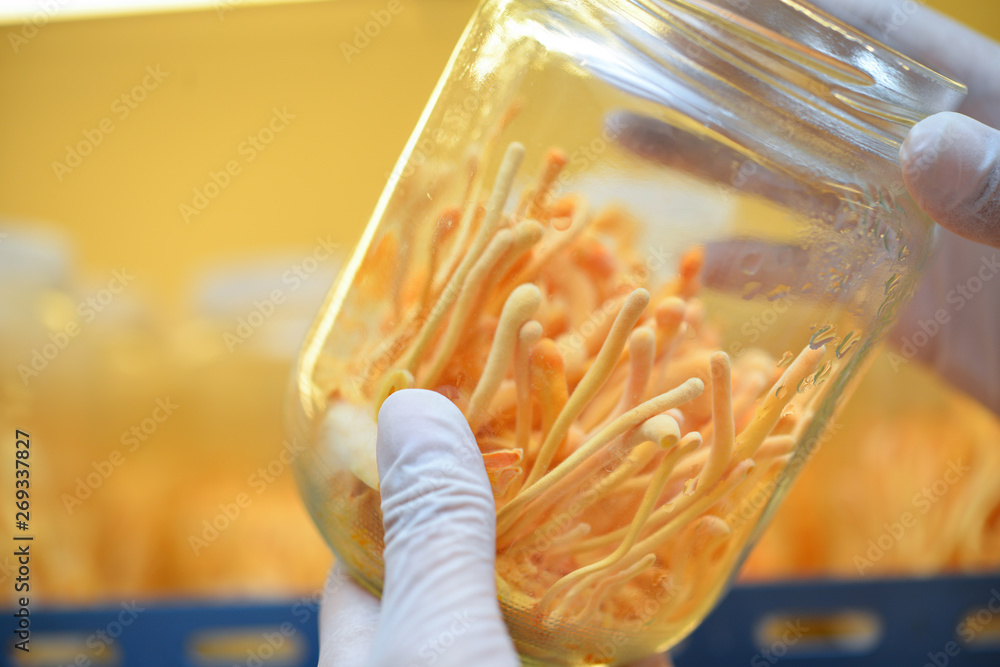Ophiocordyceps sinensis, Cordyceps militaris in Glass bottles within ...