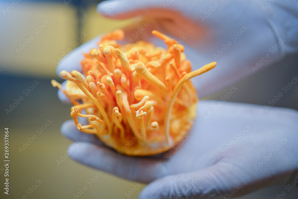 Ophiocordyceps sinensis, Cordyceps militaris in hands within light and ...