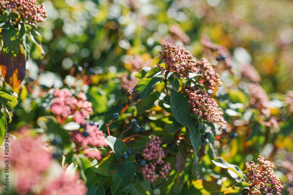 Shrub Viburnum Tinus in the garden Stock Photo | Adobe Stock