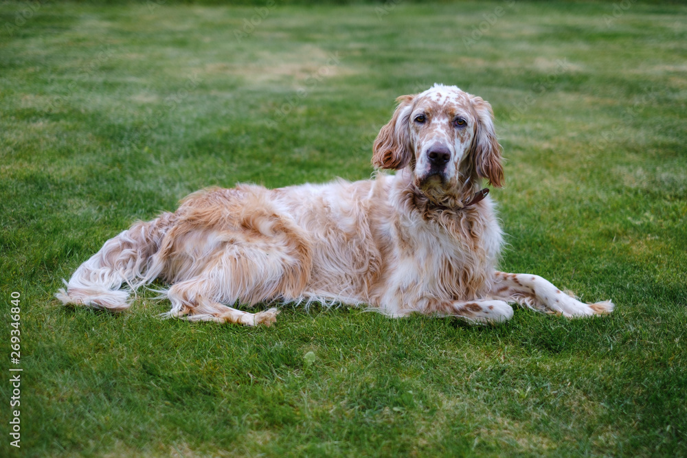What Is A Belton English Setter