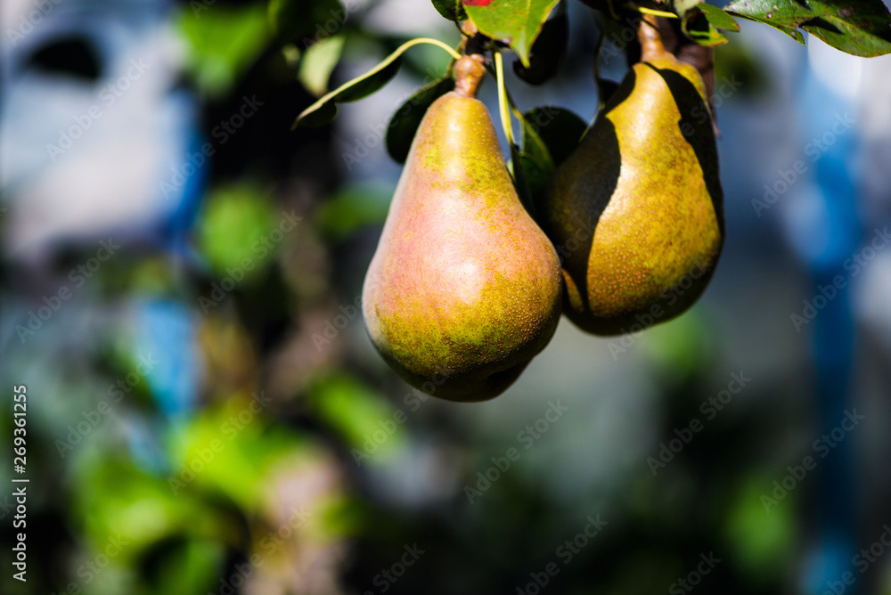 Pear tree with green pears. Pear tree in a garden. Summer fruits garden ...