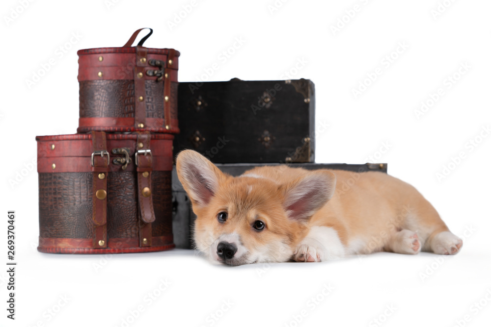 Cute Pembroke pup Welsh Corgi lies on a white isolated background, next ...