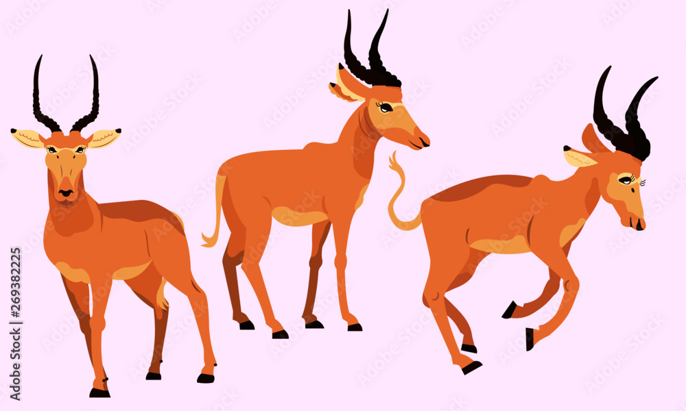 Vector of The Hirola most endangered antelope Stock Vector | Adobe Stock