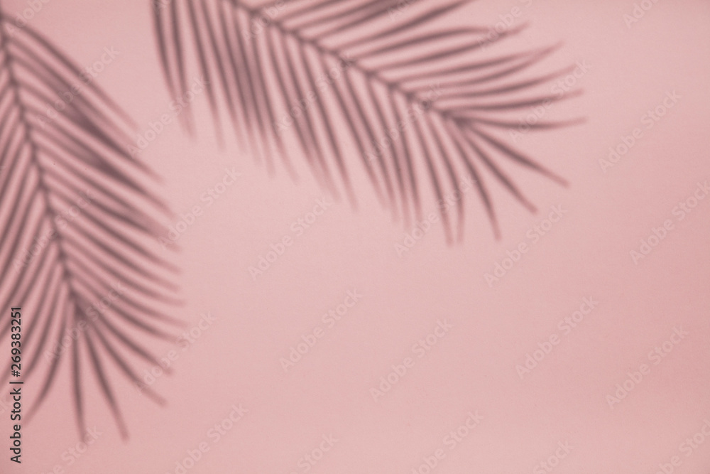 Tropical palm tree leaf shadow on a pastel pink background. Summertime ...