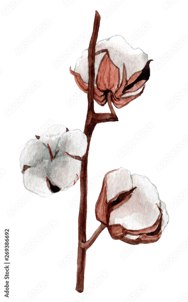 Cotton Boll Drawing