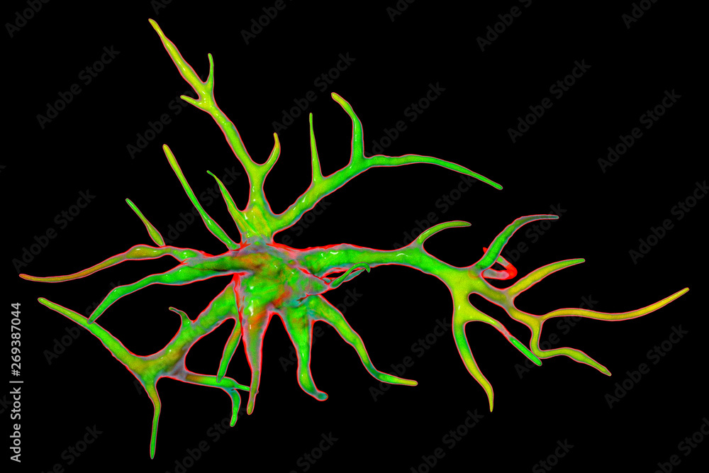 Astrocyte, a brain glial cell, 3D illustration. Astrocytes, also known ...
