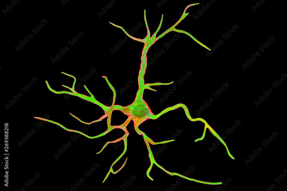 Astrocyte, a brain glial cell, 3D illustration. Astrocytes, also known ...
