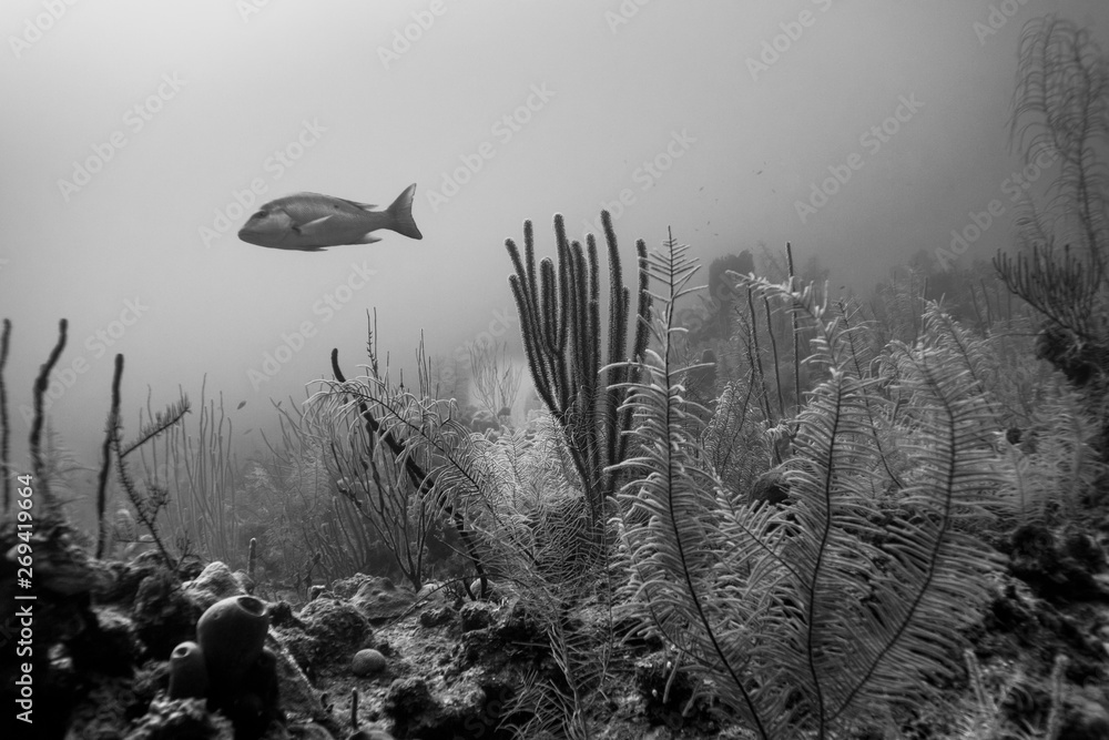 Snapperfish with corals underwater, Turneffe Atoll, Belize Barrier Reef ...