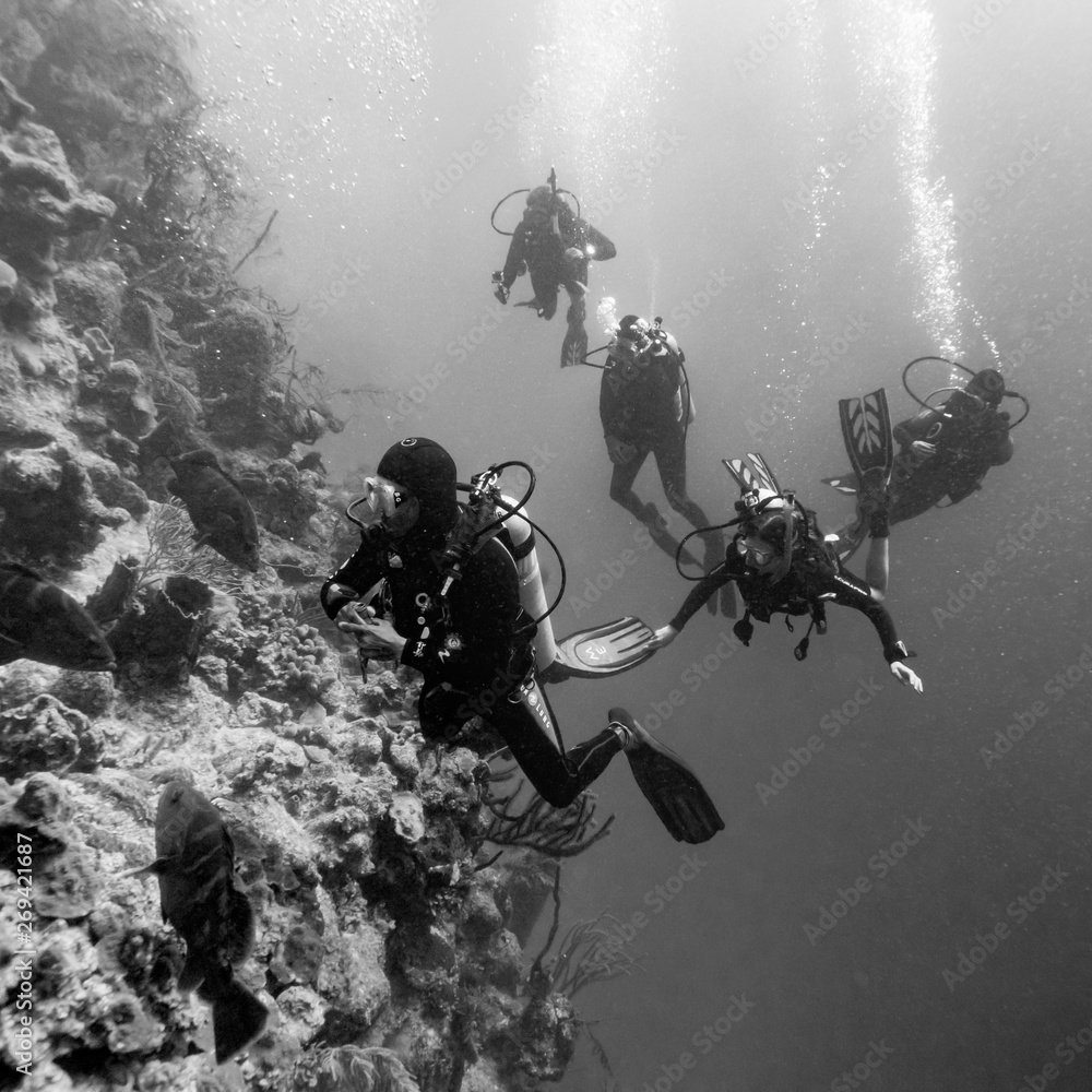 Scuba divers underwater around coral reefs, Tarpon Cayes, Belize ...