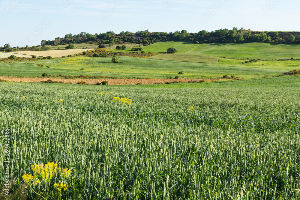 Campos verdes en primavera con Cultivo de trigo y cereales y colina al ...