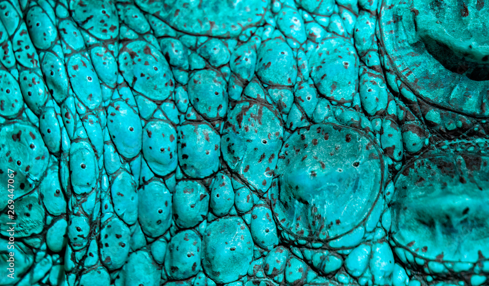 Closed up of crocodile's skin in turquoise blue colour. It is a shell ...