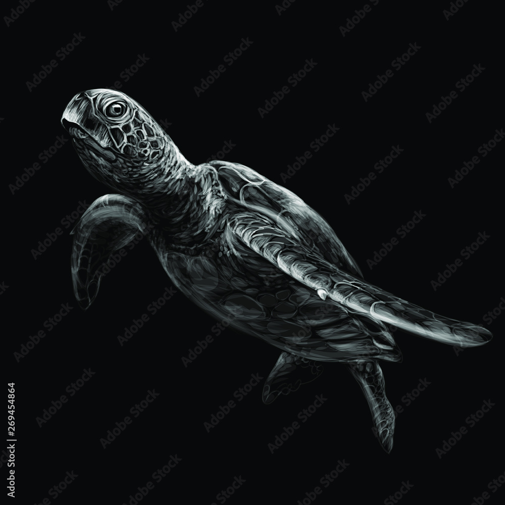 Sea turtle. Realistic, artistic, black and white drawing of a sea ...