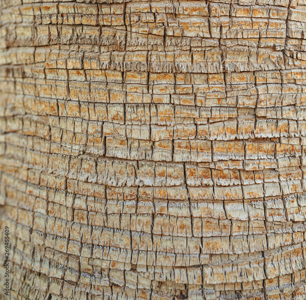 Palm Tree Trunk Texture