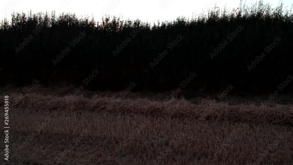 Drone flying up and over a tree line to reveal a beautiful sunset ...