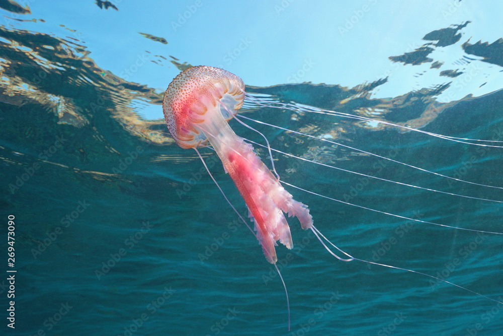 Pelagia Jellyfish