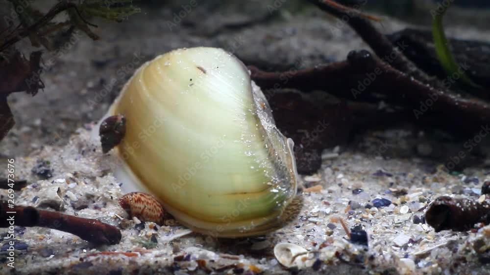 Vidéo Stock painter's mussel, Unio pictorum, a species of medium-sized ...