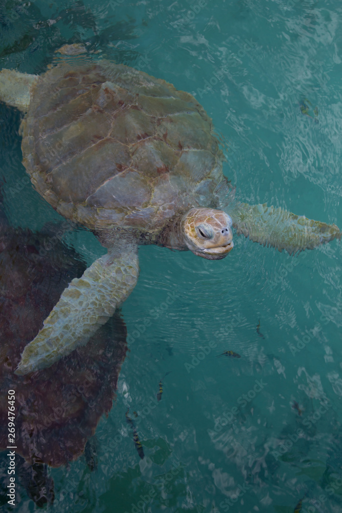 Portrait of old angry sea turtle from above, face and body swimming at ...