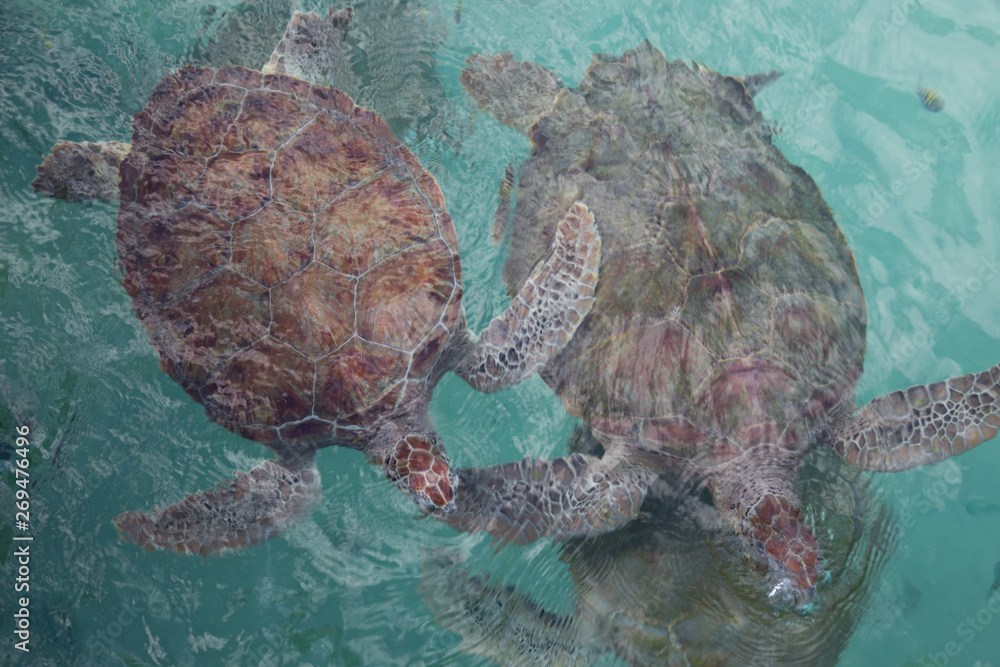 Two full body endangered sea turtles swimming together at water surface ...