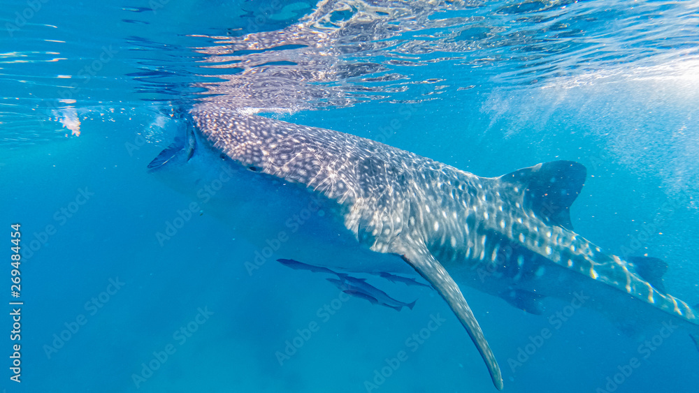 Oslob Whale Shark Watching in Oslob, Cebu Island, Philippines. Stock ...