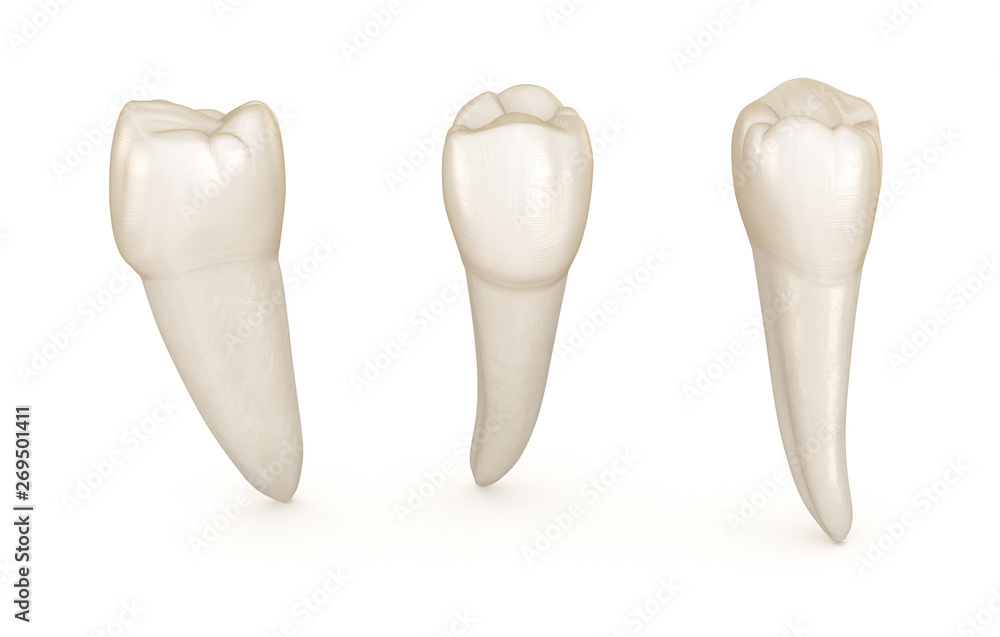 Dental anatomy - mandibular premolar tooth. Medically accurate dental ...